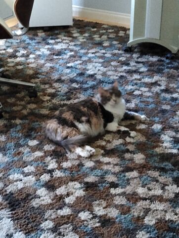 Live Oaks and More Texas Beauty - Corine A to Z